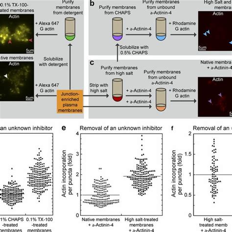 Cd2ap Inhibits Actin Polymerization And Depolymerization By Capping Download Scientific Diagram