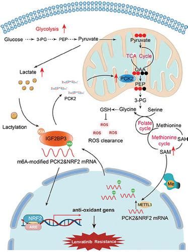 乳酰化驱动的 Igf2bp3 介导的丝氨酸代谢重编程和 Rna M6a——修饰促进 Hcc 对 Lenvatinib 的耐药性