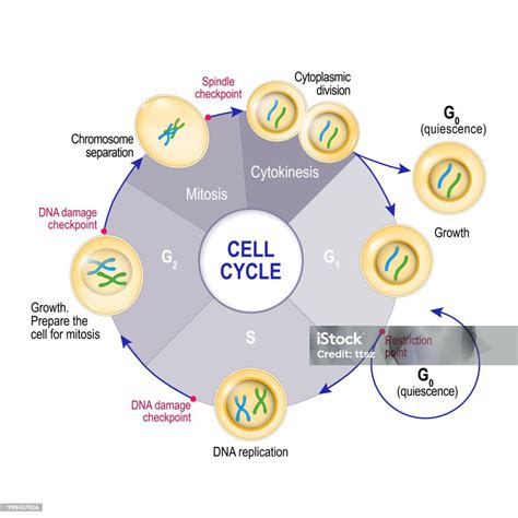 The Cell Cycle