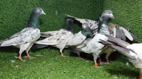 4جوڑے تایدی 3000پر رابطہ نمبر 03228493567لوکیشن فیصل آباد Youtube