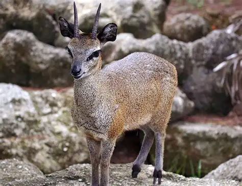 Aderss Duiker Life Expectancy