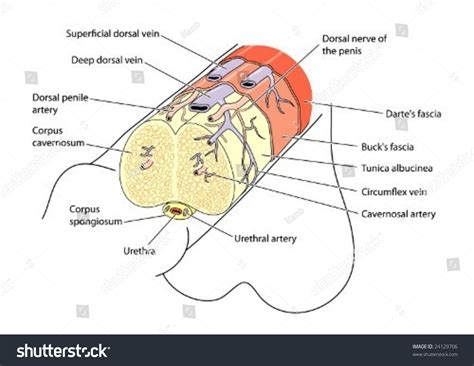 Anatomy Penis Labeled Vector Có Sẵn Miễn Phí Bản Quyền 24129706