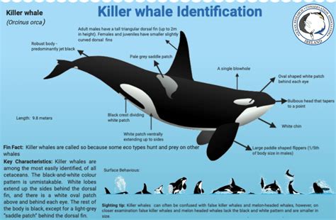 Orca Eye Patch Killer Whale Manx Whale And Dolphin Watch