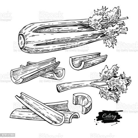 셀러리 손으로 그린 벡터 일러스트 레이 션을 설정합니다 격리 된 야채 새겨진된 스타일 개체입니다 자세한 채식 음식 건강한 식생활에 대한 스톡 벡터 아트 및 기타 이미지