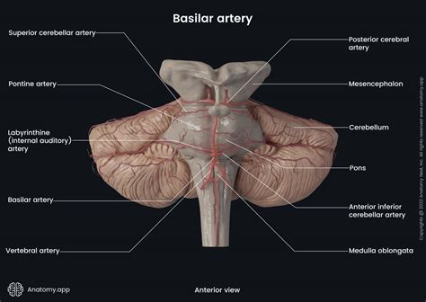 Basilar Artery Anatomyapp