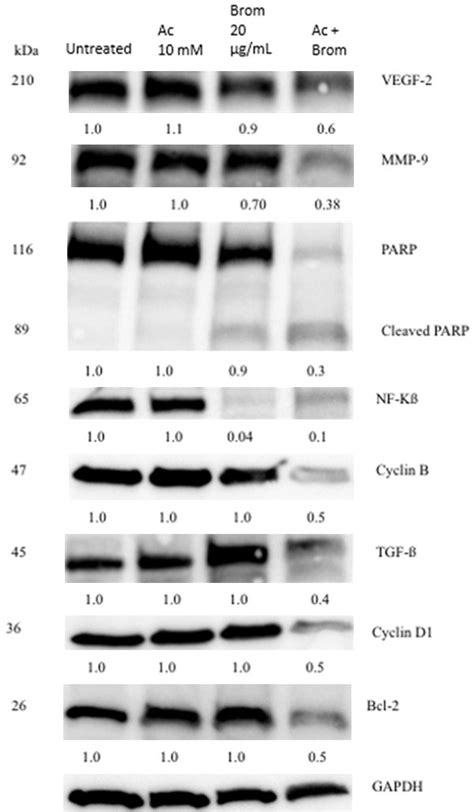 Western Blot Analysis Of Proteins Involved In Oncogenesis In Aspc 1 Download Scientific Diagram
