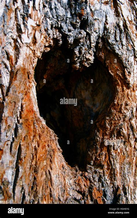Naturally Occurring Heart In A Tree Trunk Love Of Nature And Symbol For Valentine S Day Stock