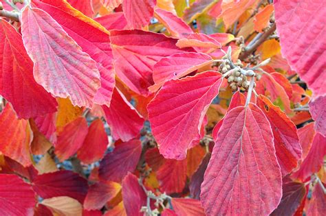 Trees And Shrubs That Change Color For Fall
