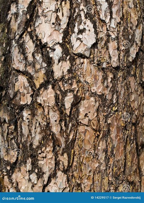Bark Background Stock Image Image Of Bark Timber Pattern 14229517