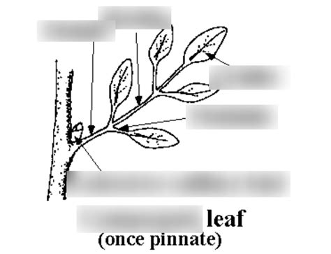 Leaf Structure Once Pinnate Diagram Quizlet