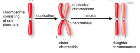 Genetics Quiz 2 Flashcards Quizlet