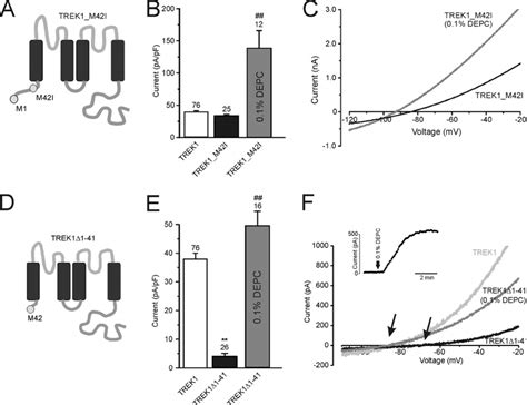Effects Of Alternative Translation Initiation On Trek1 Currents And Download Scientific Diagram