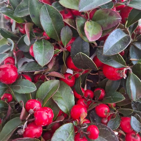 Gaultheria Procumbens Wintergreen American Checkerberry Teaberry