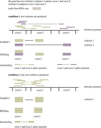 RNA Seq Alternative Splicing Karobben