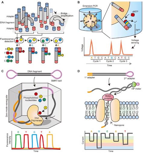 High Throughput Sequencing Hts Principle Steps Applications Biology Notes Online