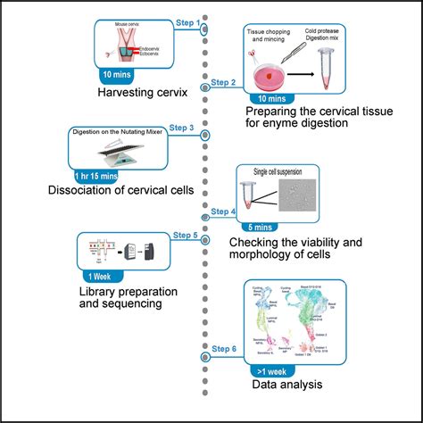 Cell Press STAR Protocols