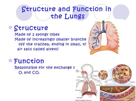 Human Body Structure And Function