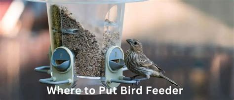 Where To Put Your Bird Feeder Tips For A Happy Flock Birds Wetlands