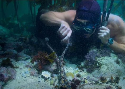 My Octopus Teacher