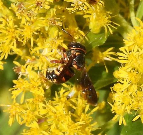 Anthidiellum Anthidiellum Perplexum Bugguidenet