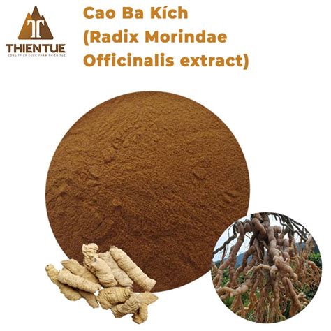 Cao Ba Kích Radix Morindae Officinalis Extract Thiên Tuế