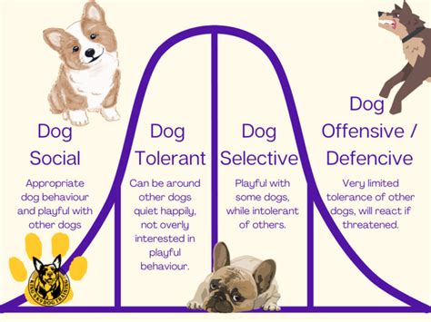 “my Dog Is Friendly” A Cringe Worthy Statement Kings K9 Dog Training