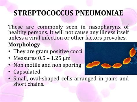 Streptococcus Ppsx