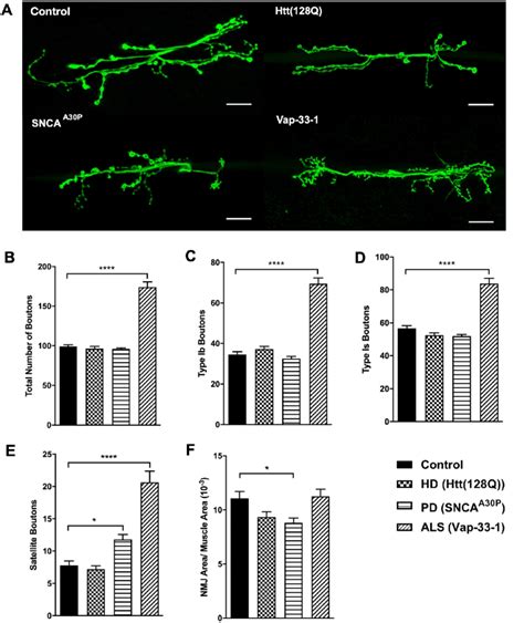 Synaptic Abnormalities Within The Neuromuscular Junction Are Present Download Scientific