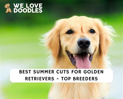 5 Best Summer Cuts For Golden Retrievers 2023 We Love Doodles