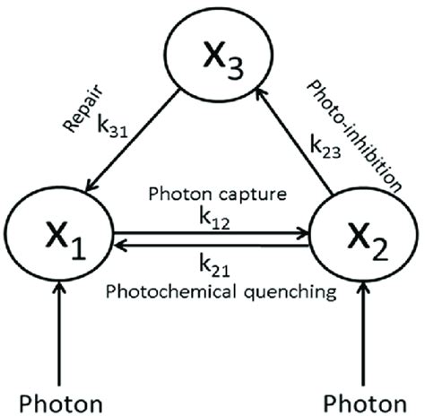 Schematic Diagram Showing The Three States Of The Dynamic Growth Model Download Scientific