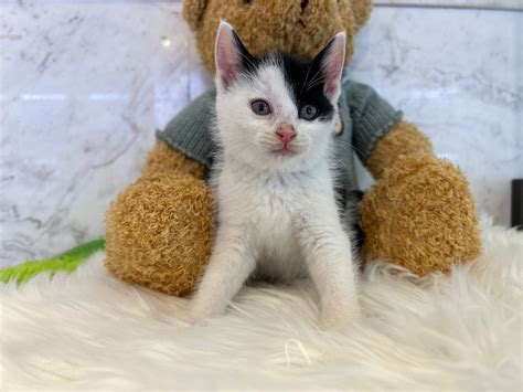 코리안숏헤어 아갱이 샴분양가격 셀커크렉스분양가격 스코티쉬폴드분양가격 스핑크스분양가격 아메리칸숏헤어분양가격 아메리칸컬분양가격 아비시니안분양가격 엑조틱분양가격 터키시앙고라분양