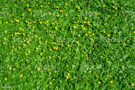 신선한 활기찬 노란색 봄 꽃 나뭇잎 벽 꽃의 라이브 벽 풍경 정원 배경에 피는 봄 꽃 패턴녹색 잔디 플랫 레이 텍스트복사 공간 풀 벼과에 대한 스톡 사진 및 기타 이미지