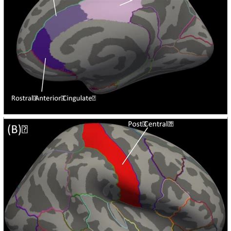 Schematic Of Freesurfer Brain Regions Used In Analyses A Right Download Scientific Diagram