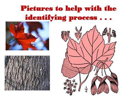 PPT The Deadly Truth About Red Maple Trees PowerPoint Presentation Free Download ID 1941383