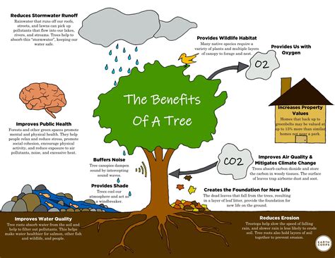 How Does Planting Trees Affect The Environment At Amy Whittington Blog