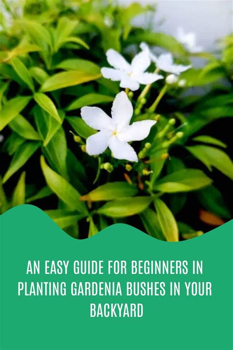 How To Trim Gardenia Bushes Artofit