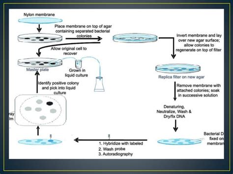 Selection And Screening Of Recombinant Cells And Expression Of Recombinant 2 1 Pptx
