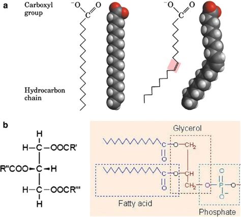 Phospholipid Synthesis Dehydration