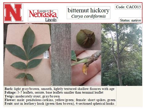 Hickory Tree Identification