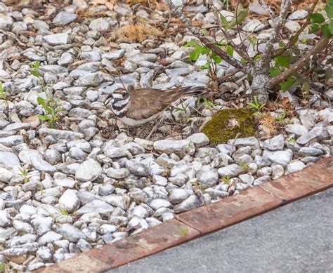 Killdeer Bird Camouflaged And Guarding A Ground Nest Of Eggs Stock