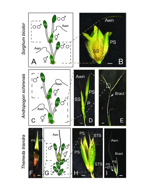 Spikelet Pair Structures Sorghum Bicolor A B Andropogon Schirensis