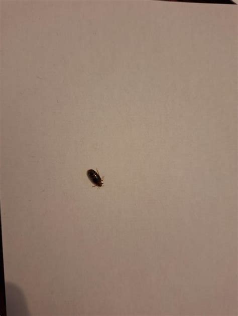 Is This A Bed Bug In Our Airbnb R Whatsthisbug