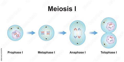 Meiosis 1