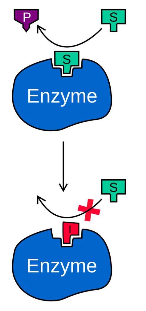 Filecompetitive Inhibitorsvg Wikimedia Commons