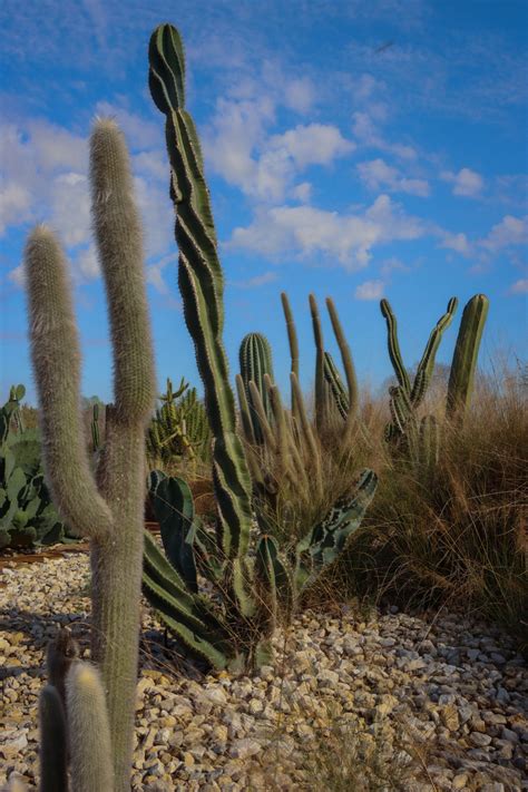 무료 이미지 선인장 하늘 구름 식물 공동체 초목 육상 식물 생체 목재 자연 경관 경치 잔디 가시 등뼈 And Prickles 관목 록 다년생