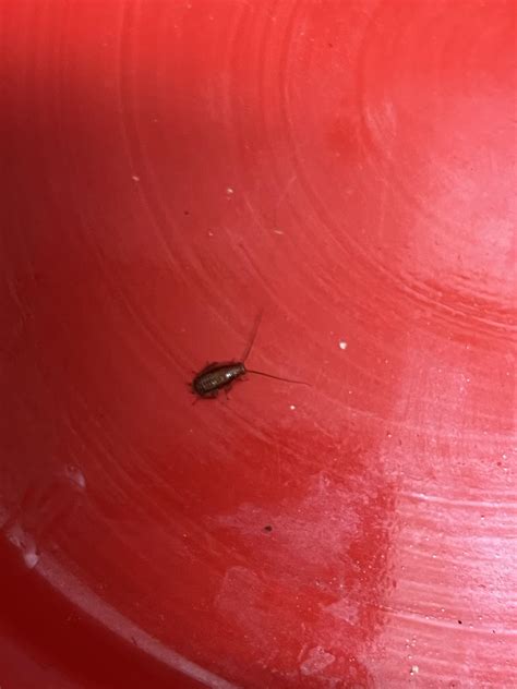 This Is A German Cockroach Right Rgermanroaches