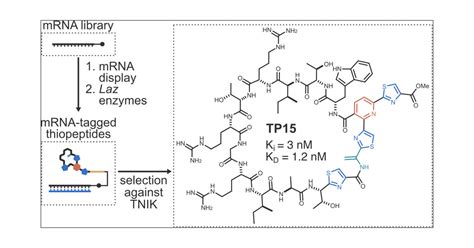 De Novo Discovery Of Thiopeptide Pseudo Natural Products Acting As Potent And Selective Tnik