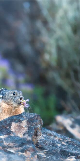 Nevada Department Of Wildlife Ndow
