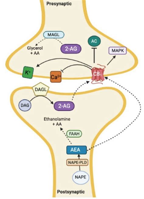 A Cannabinoid Receptors Cb1