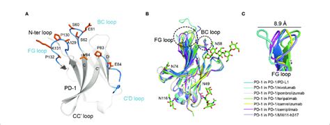The Structure Characterization Of Pd 1 Upon Binding To Mabs A The Download Scientific
